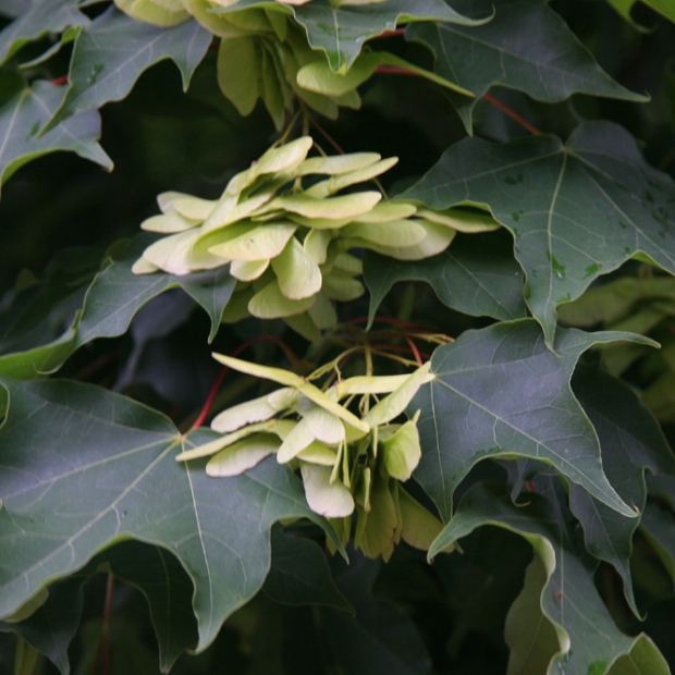 Acer cappadocicum (Caucasian Maple) - Barcham Trees