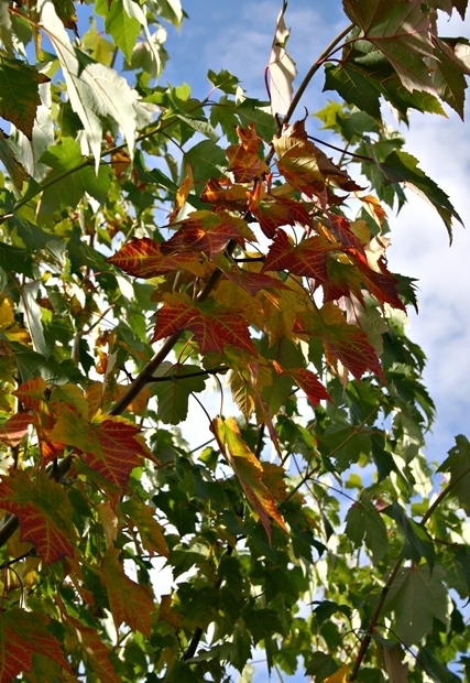 Acer rubrum Scanlon (Canadian Maple) Tree for Sale - Barcham Trees