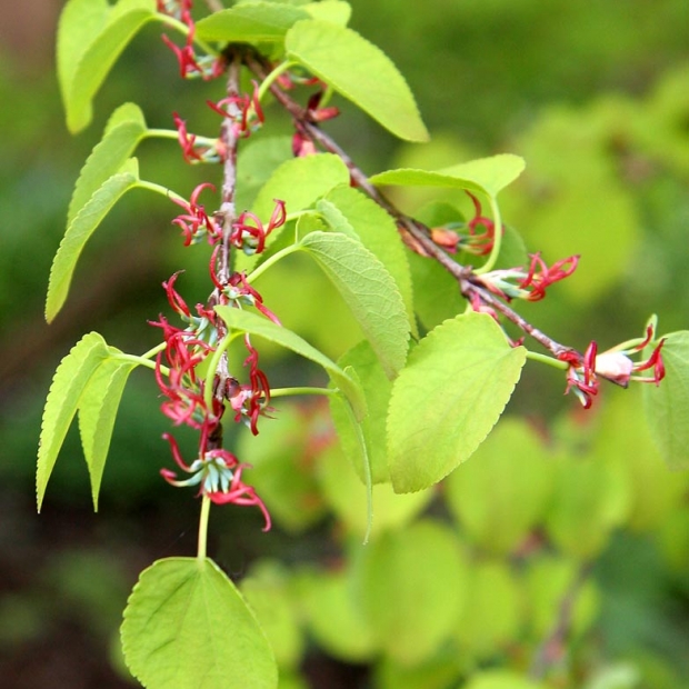 Cercidiphyllum japonicum (Katsura Tree) for Sale - Barcham Trees