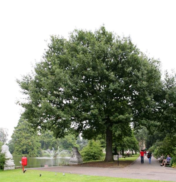 Quercus petraea (Welsh Oak) Tree for Sale - Barcham Trees