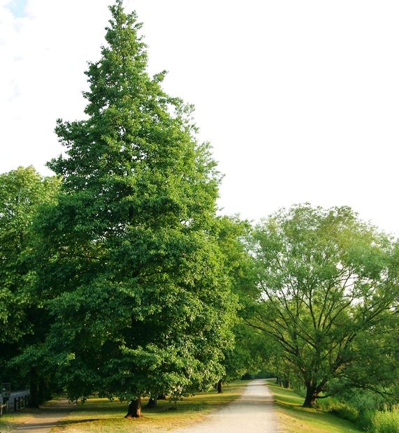 Alnus cordata (Italian Alder) Tree for Sale - Barcham Trees