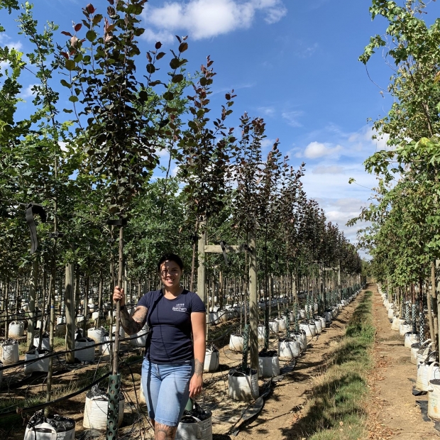 Malus royalty (Crab Apple Royalty) Tree for Sale - Barcham Trees