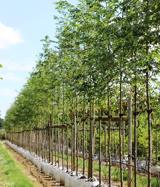 Ostrya carpinifolia (Hop Hornbeam Tree) - Barcham Trees