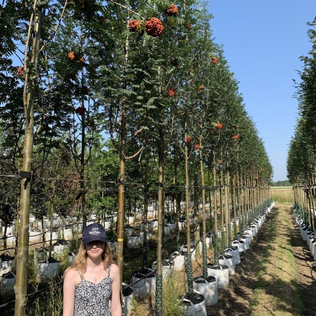 Rowan Cardinal Royal, Mountain Ash Cardinal Royal - Barcham Trees
