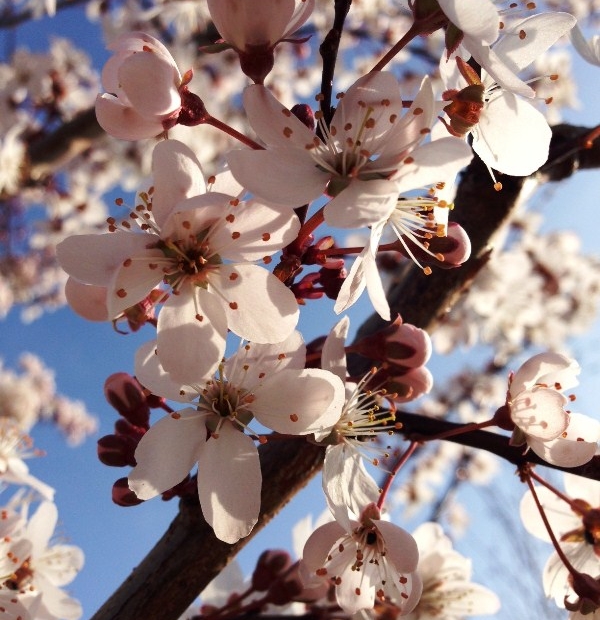 Multi-Stemmed Prunus cerasifera Nigra (Cherry Tree) - Barcham Trees