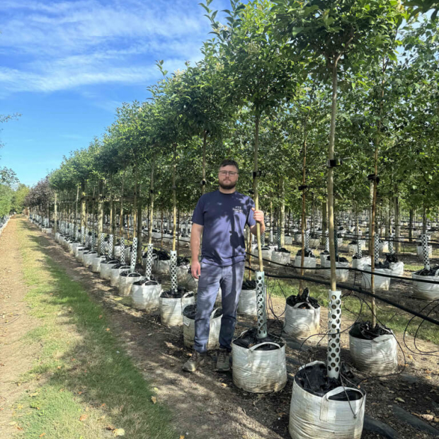 Japanese Privet For Sale Waxleaf Privet Hedge | Flowering Evergreen