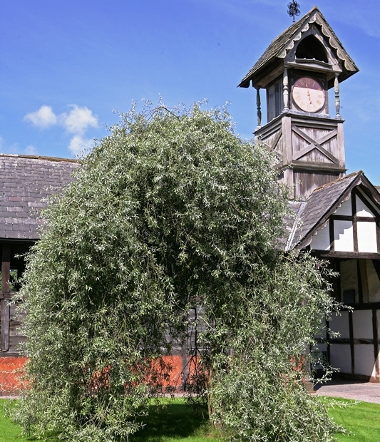 Pyrus salicifolia Pendula (Weeping Pear) for Sale - Barcham Trees