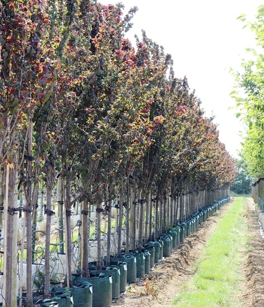 Prunus cerasifera Crimson Point (Flowering Plum) - Barcham Trees