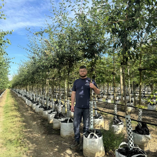 Cotoneaster cornubia Tree for Sale - Barcham Trees