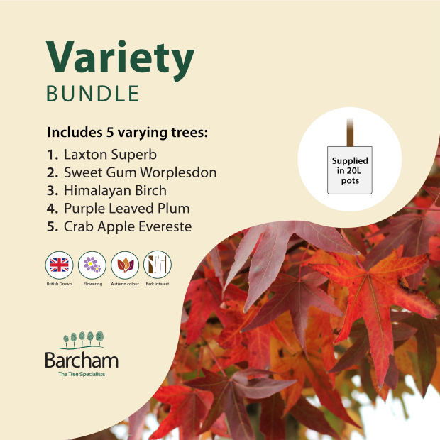 Variety Bundle - Barcham Trees
