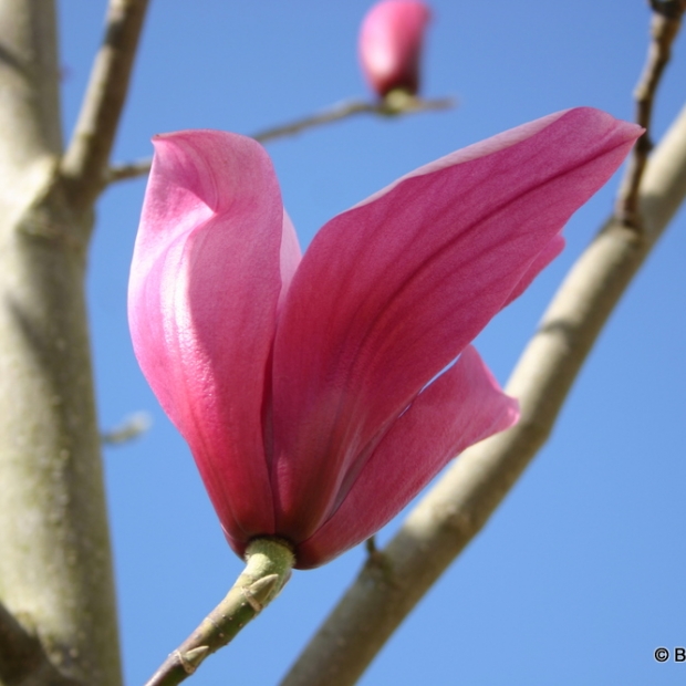 Magnolia Spectrum Tree for Sale - Barcham Trees