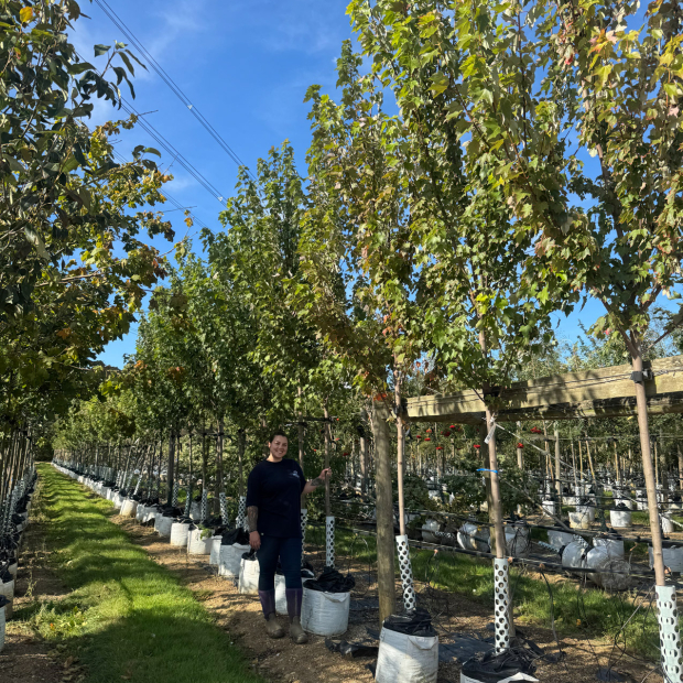 Bowhall Red Maple (Acer rubrum Bowhall) - Barcham Trees