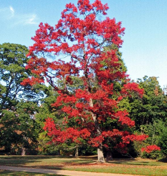 Quercus rubra (American Red Oak) Tree for Sale - Barcham Trees