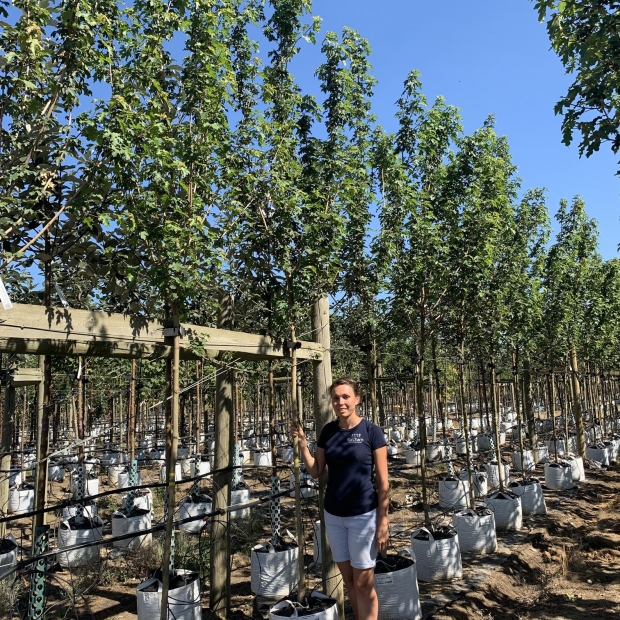 Acer campestre Queen Elizabeth (Field Maple) - Barcham Trees