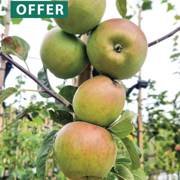 Malus Laxton Superb (Apple Tree) - Barcham Trees