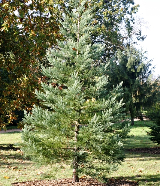 Blue Giant Redwood - Barcham Trees