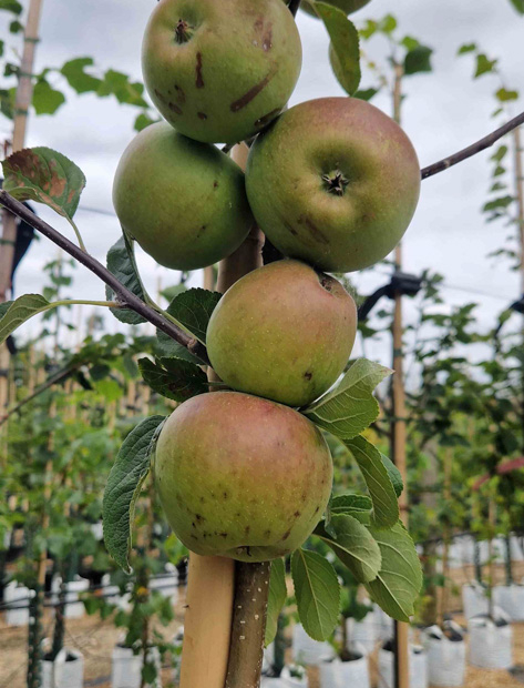 Malus Laxton Superb (Apple Tree) - Barcham Trees