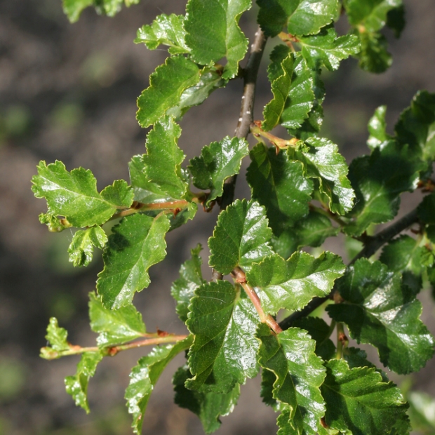 Nothofagus antarctica (Antarctic Beech) - Barcham Trees