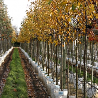 Malus Rudolph (Crab Apple Rudolph) Tree for Sale - Barcham Trees