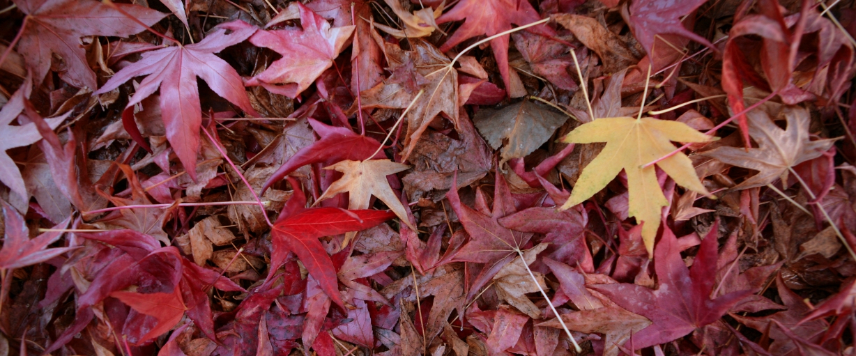 Barcham | Trees For Sale | Tree Nursery | Mature Trees