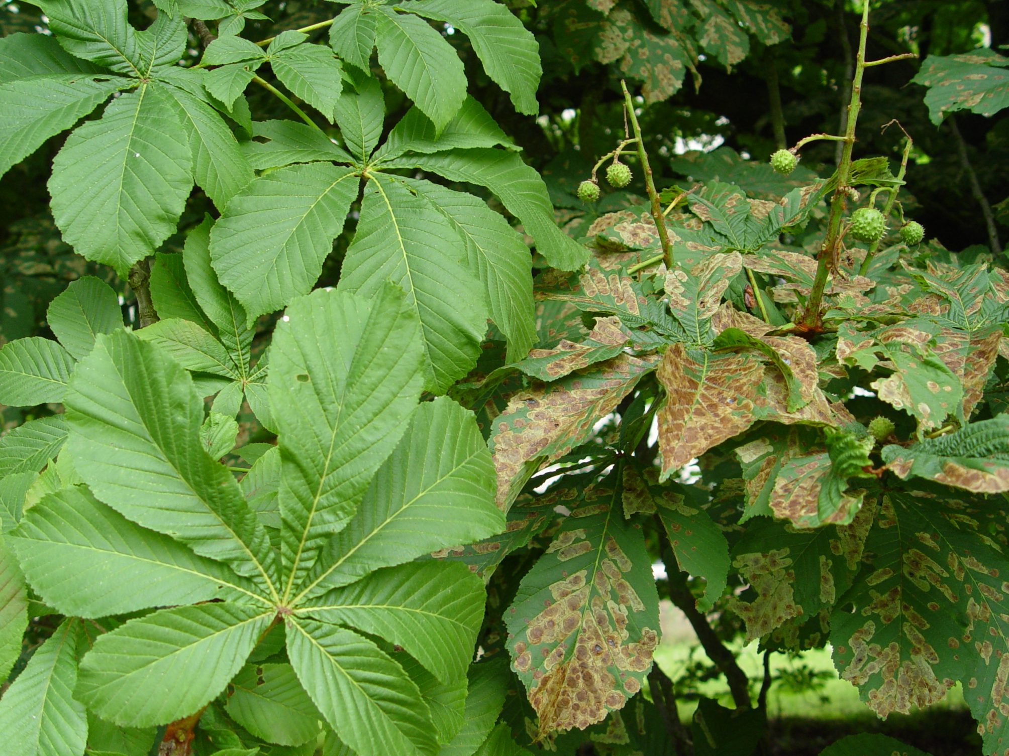 Tips on Insect Damage | Tree care | Guides | Barcham