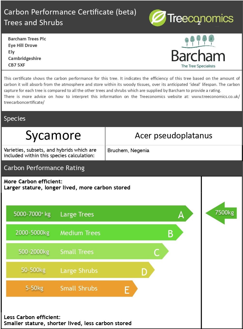 How much carbon is stored in trees? - Barcham Trees